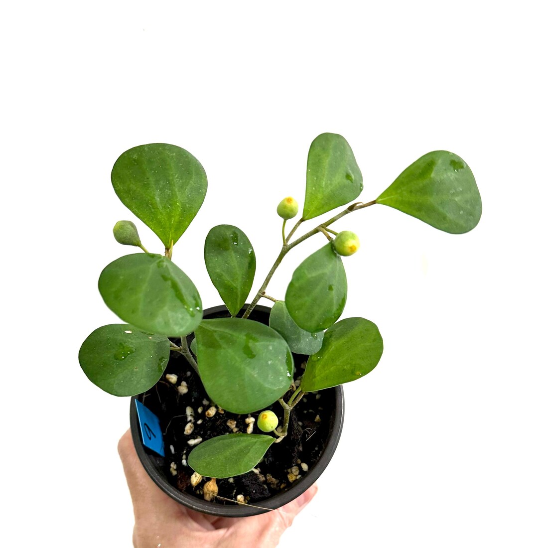 Ficus Deltoidea, Mistletoe Fig in 4" Pot - Ficus Deltoidea, Mistletoe ...