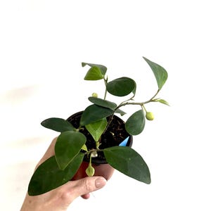 Ficus Deltoidea, Mistletoe Fig in 4" Pot - Ficus Deltoidea, Mistletoe ...