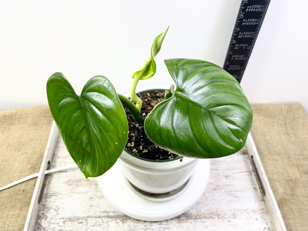 Philodendron Eximium Unrooted Cutting Aka Philodendron Amphibium One ...