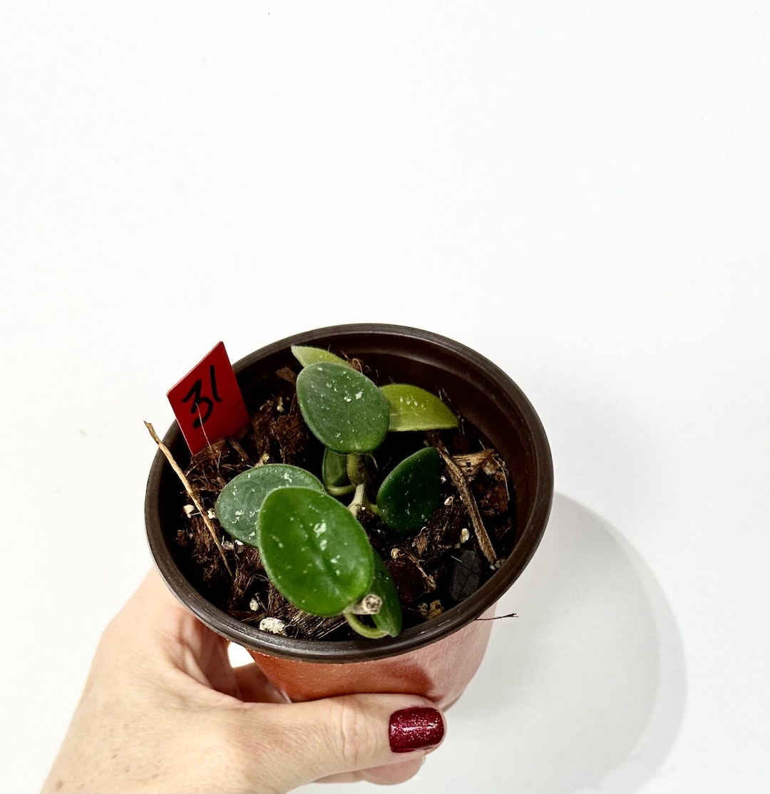 Hoya Mathilde in 4 Pot With Peduncle Rare Hoya Wax - Etsy