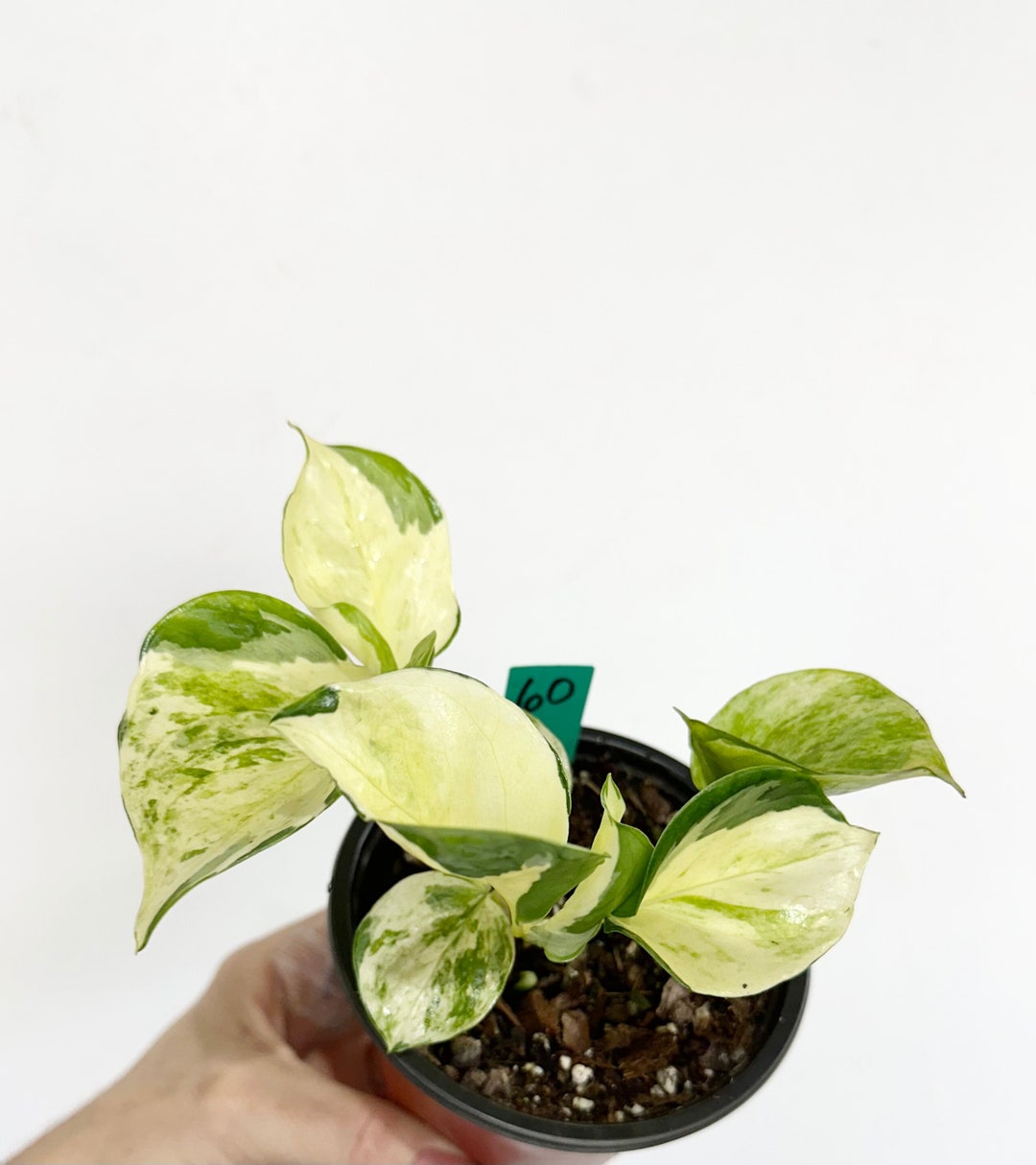 Manjula Pothos in 4” Pot / Epipremnum Aureum 'manjula' Pothos - Exact ...