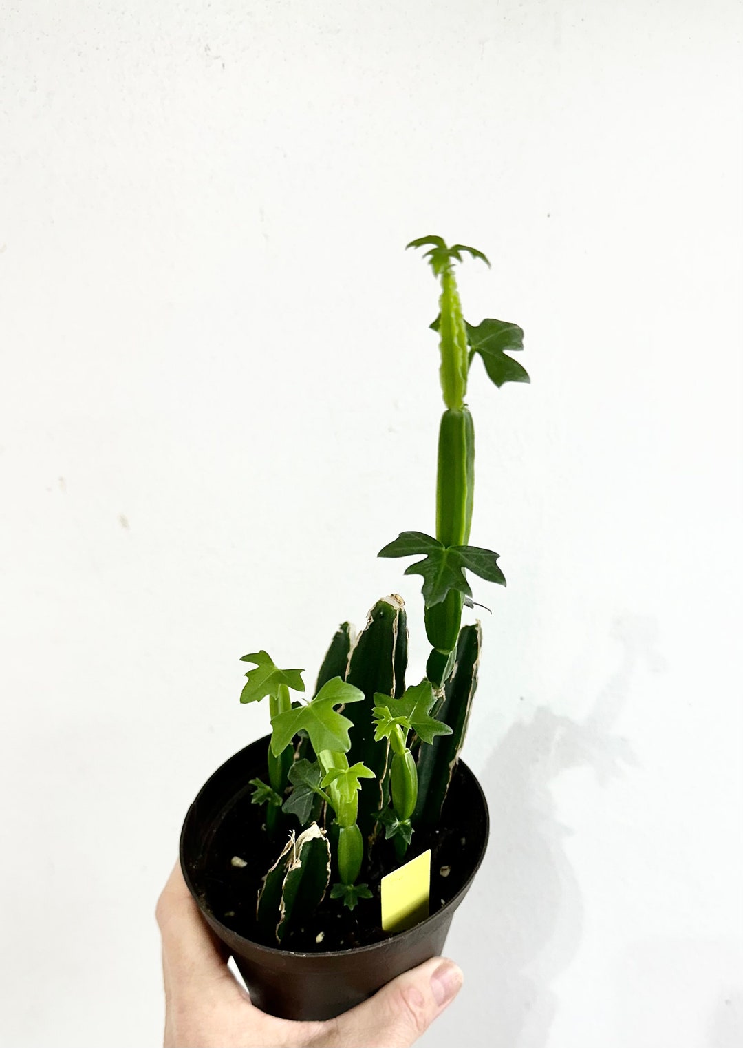 Cissus Quadrangularis Aka the 'veldt Grape'in 4 Pot Exact Plant 87 - Etsy