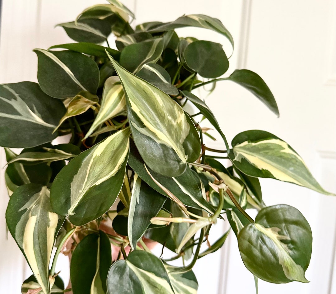 Philodendron Rio Cutting - UNROOTED Cutting - Philodendron Rio Cutting ...