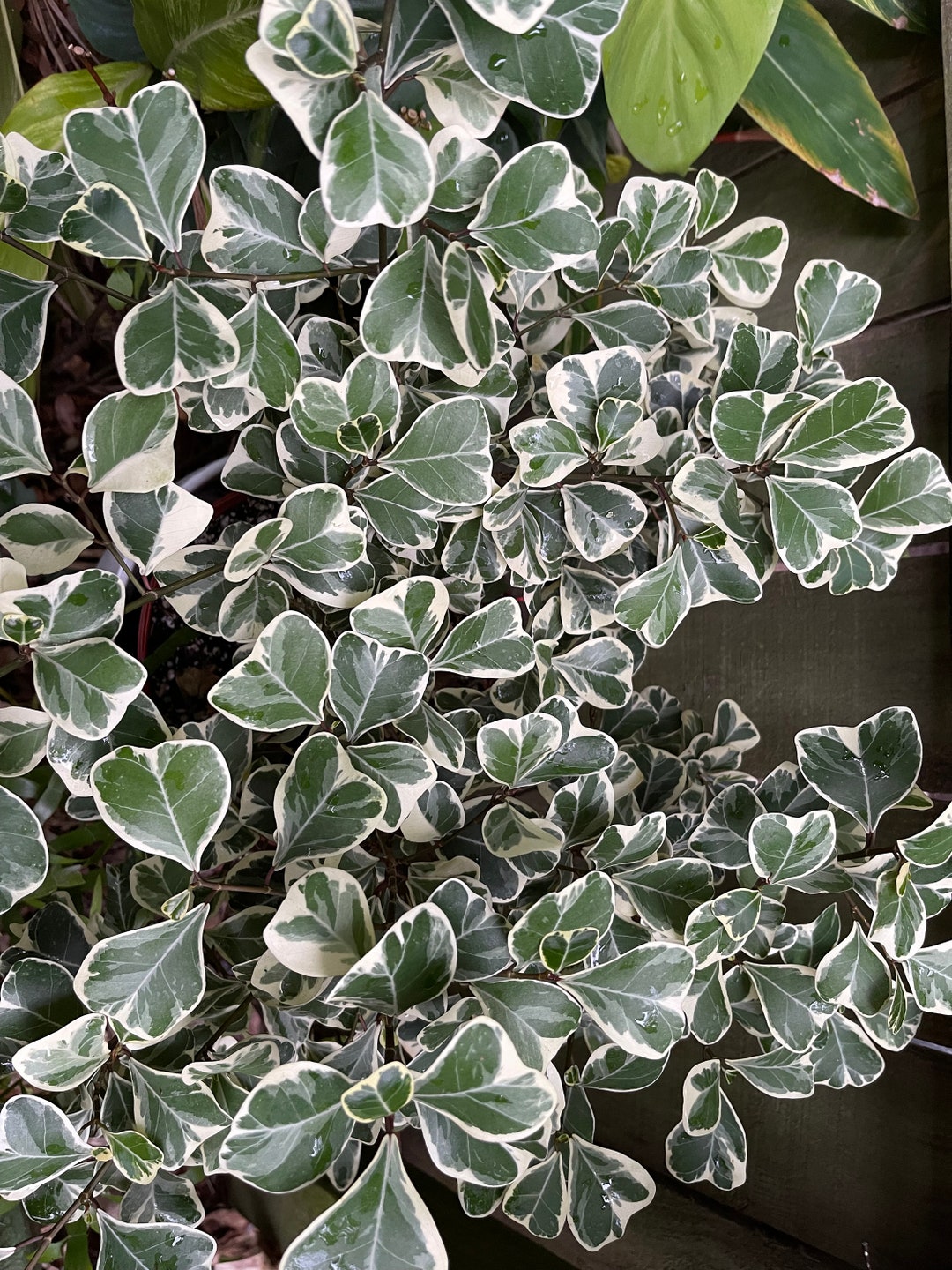 Ficus Triangularis Variegata One 6" Unrooted Cutting - Variegated Ficus ...