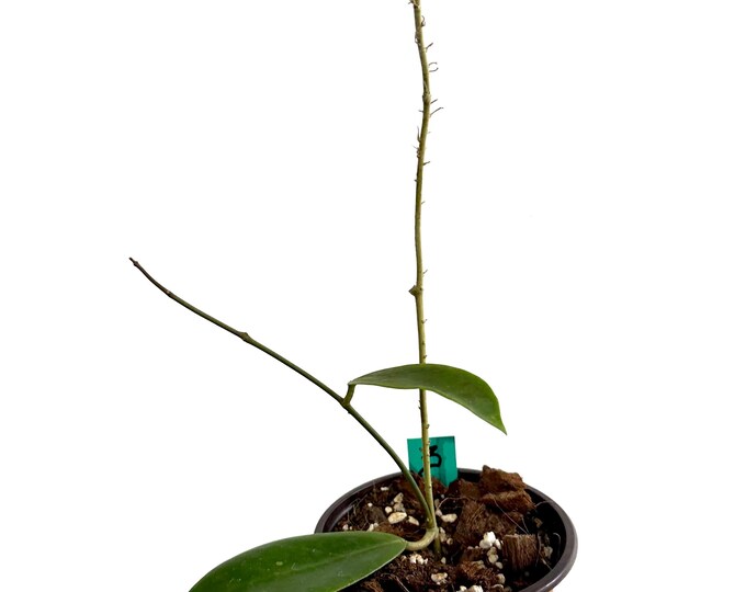 Hoya Mindorensis Pink in 4" Pot - Large and Vining Hoya - Fast Growing Hoya - Easy to Bloom Hoya ...