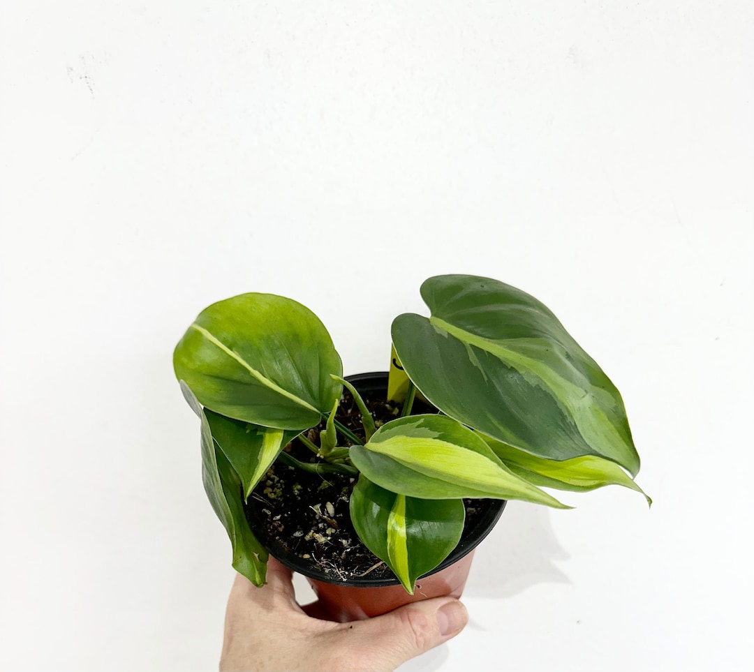 Philodendron Scadens 'brasil' in 4 Inch Pot Philodendron Hederaceum ...