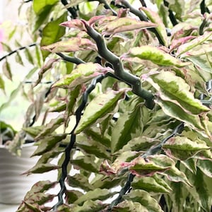 Variegated Devil's Backbone Cutting: Euphorbia Tithymaloides - 12 ...