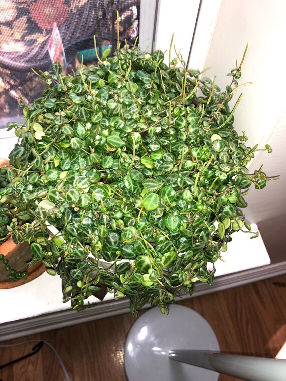 String of Turtles Aka Peperomia Prostrata Cutting Two | Etsy