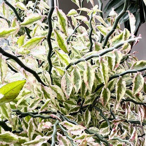 Variegated Devil's Backbone Cutting: Euphorbia Tithymaloides - 12 ...