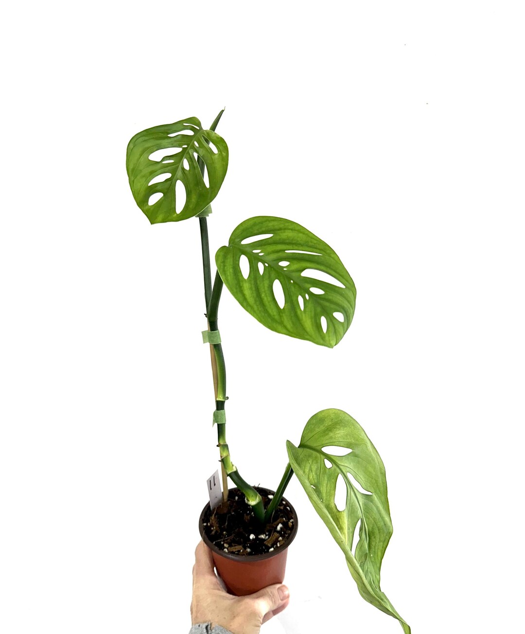 Monstera Esqueleto in 4” Pot - Rare and Hard to Find - Exact Plant #11 ...