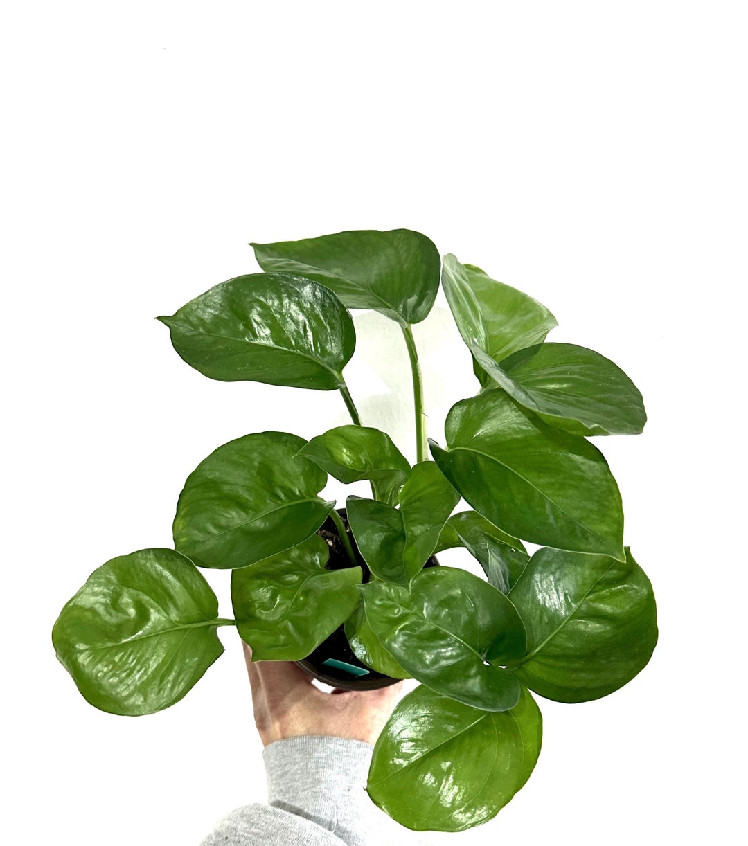 Emerald Pothos in 4 Pot / Epipremnum Aureum Exact Plant 42 - Etsy