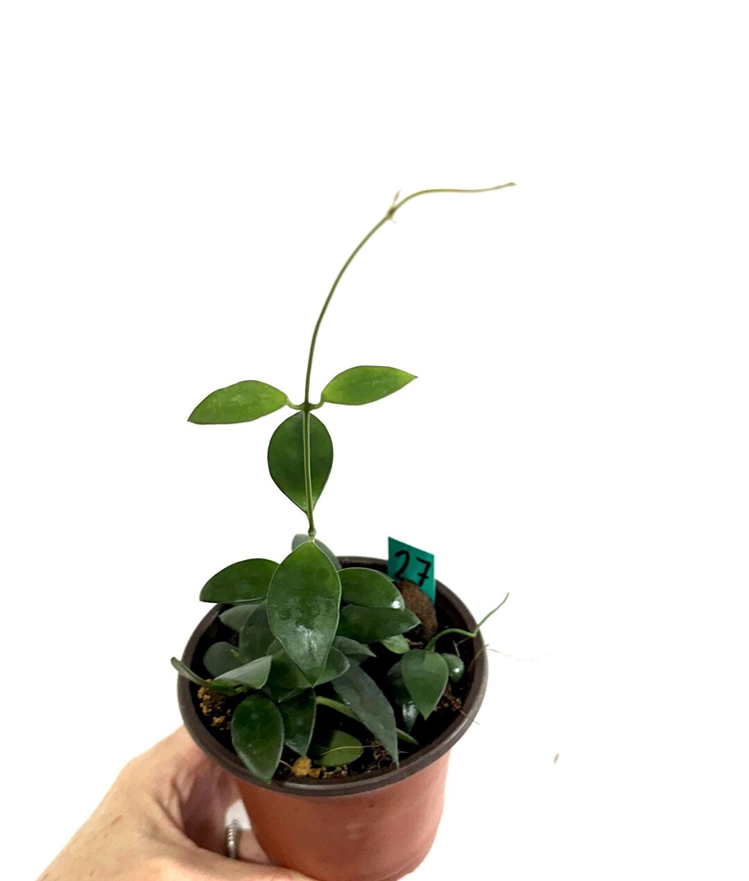 Dischidia Acuminata D24 in 4” Pot - Exact Plant #27 - Etsy