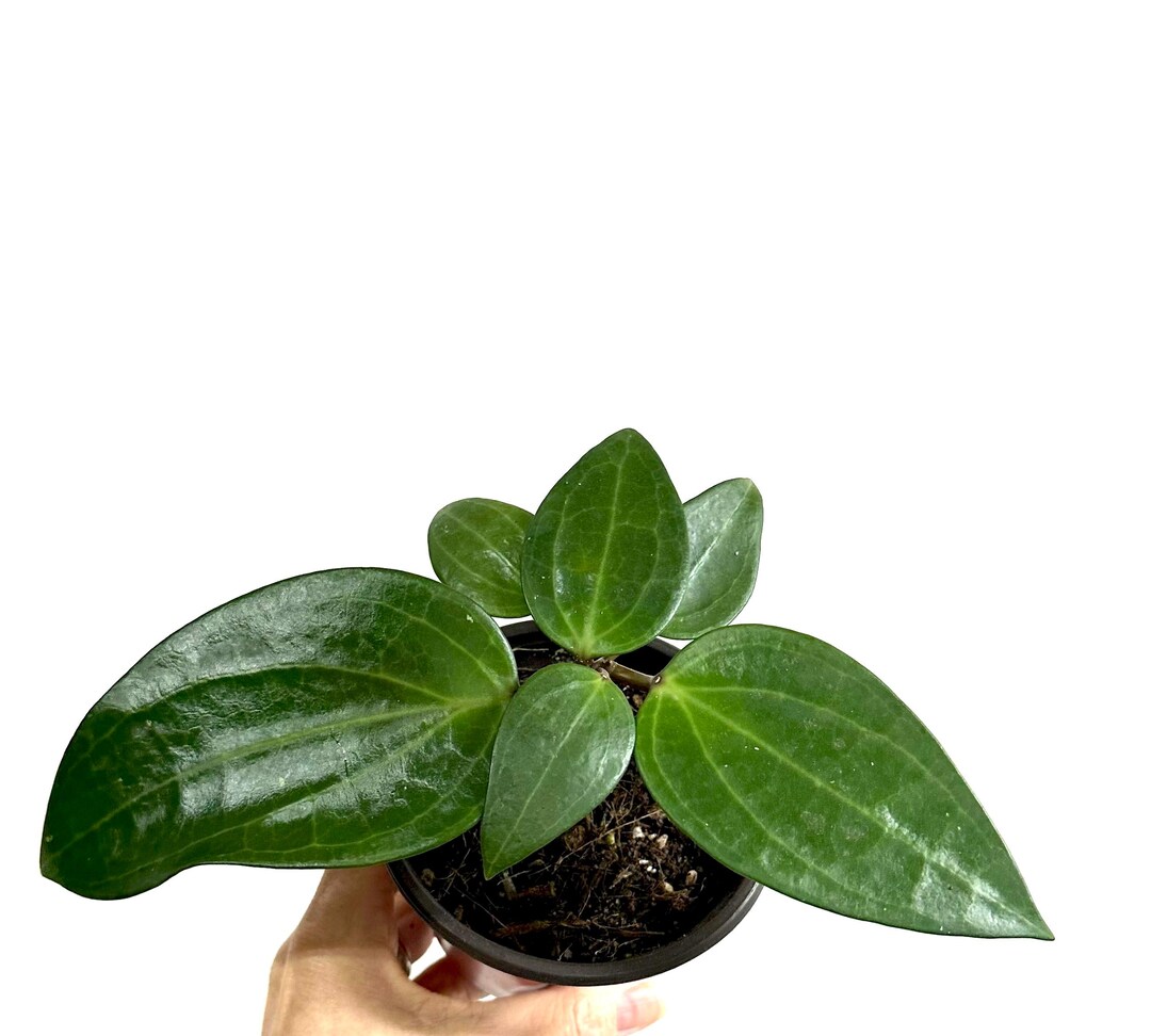 Hoya Latifolia - Dinner Plate Hoya in 4" Pot - Exact Plant #7 - Etsy