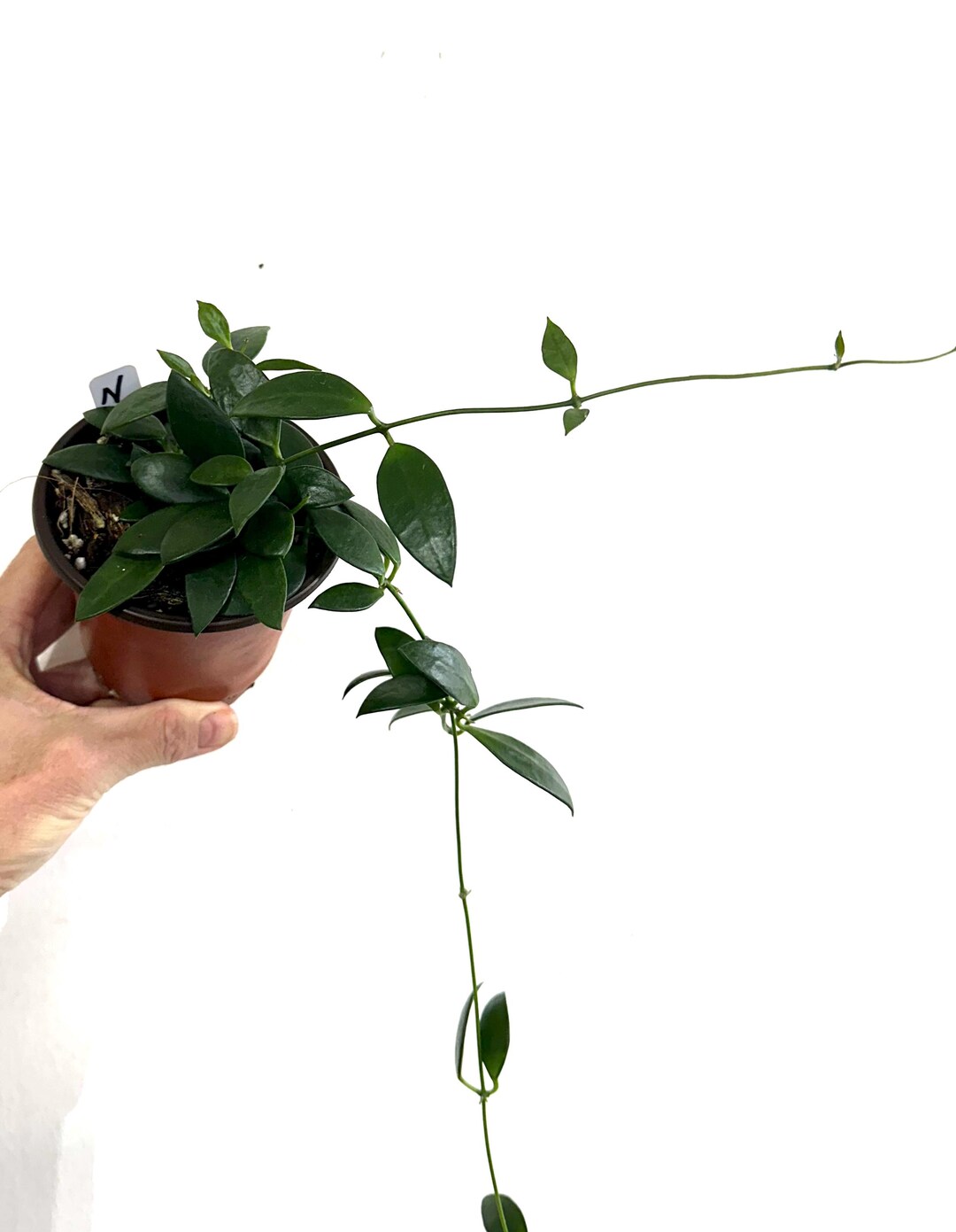 Dischidia Acuminata D24 in 4” Pot - Long and Trailing - Exact Plant N ...