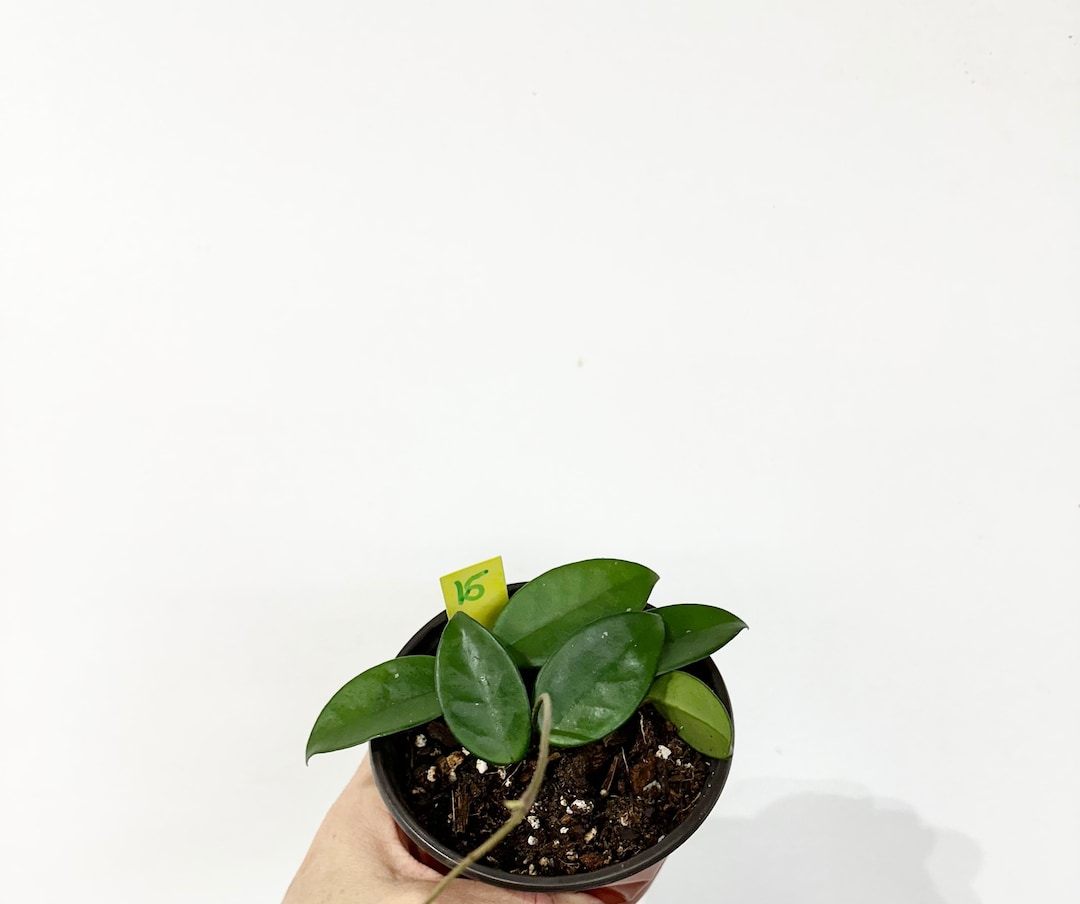 Hoya Carnosa Jade in 4 Pot Green Hoya Carnosa Fast Growing Hoya Exact ...