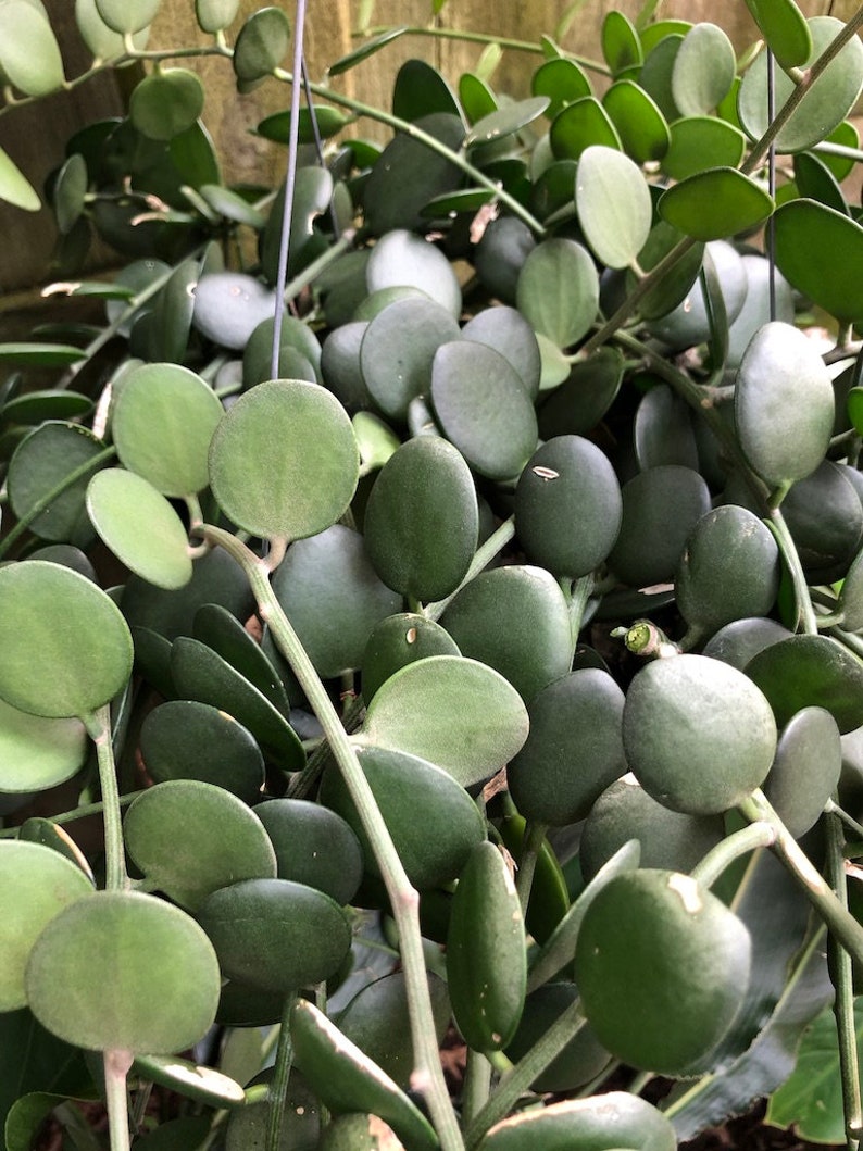 Silver Dollar Vine Xerosicyos Danguyi One 6 Inch - Etsy