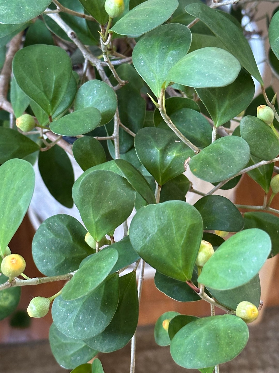 Rare Mistletoe Fig Cutting - Ficus Deltoidea - 6" Unrooted - Etsy