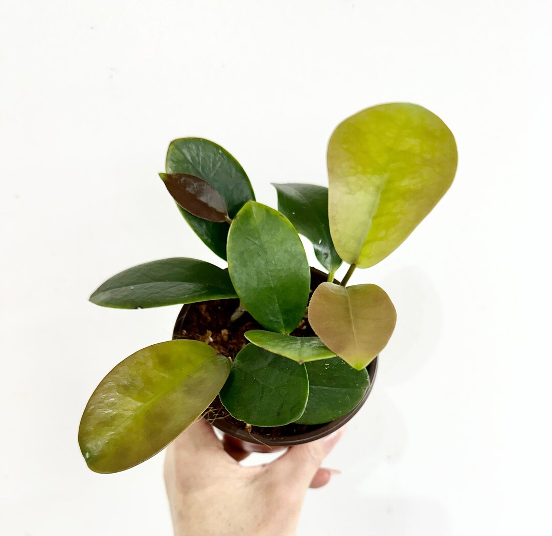 Hoya Australis in 4 Pot Hoya Australis Fast Growing Vining Hoya Exact ...