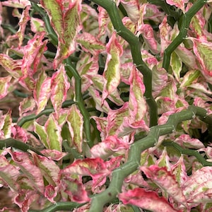 Variegated Devil's Backbone Cutting: Euphorbia Tithymaloides - 12 ...