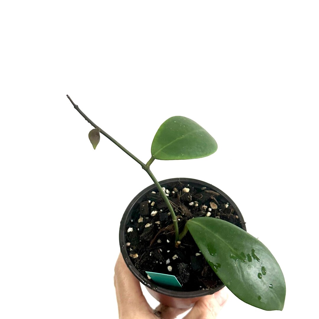 Hoya Mindorensis Pink in 4 Pot Large and Vining Hoya Fast Growing Hoya Easy to Bloom Hoya Exact ...