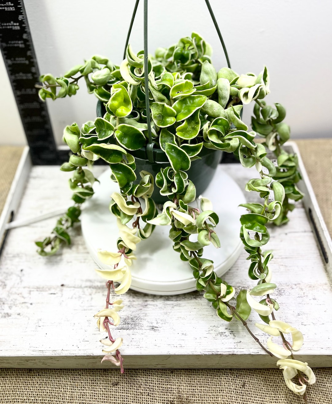 Hoya Carnosa Compacta Variegata Cutting Variegated Rope Hoya One 4 ...