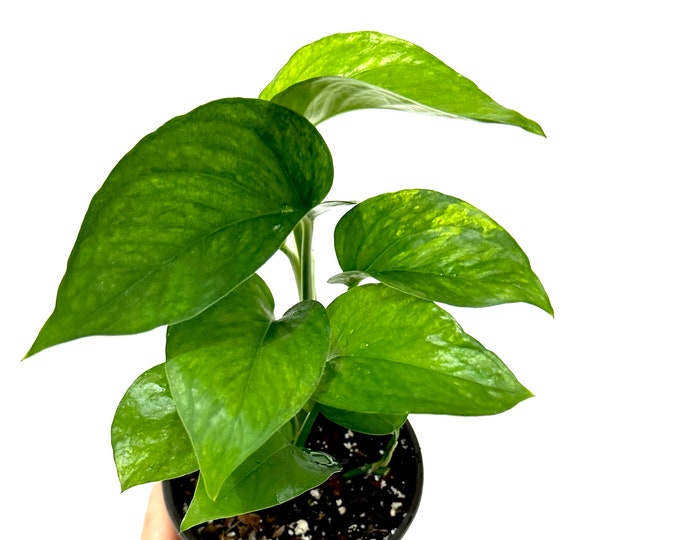 Jessenia Pothos - Rare Pothos in 4" Pot Vining - Collectors Pothos With ...