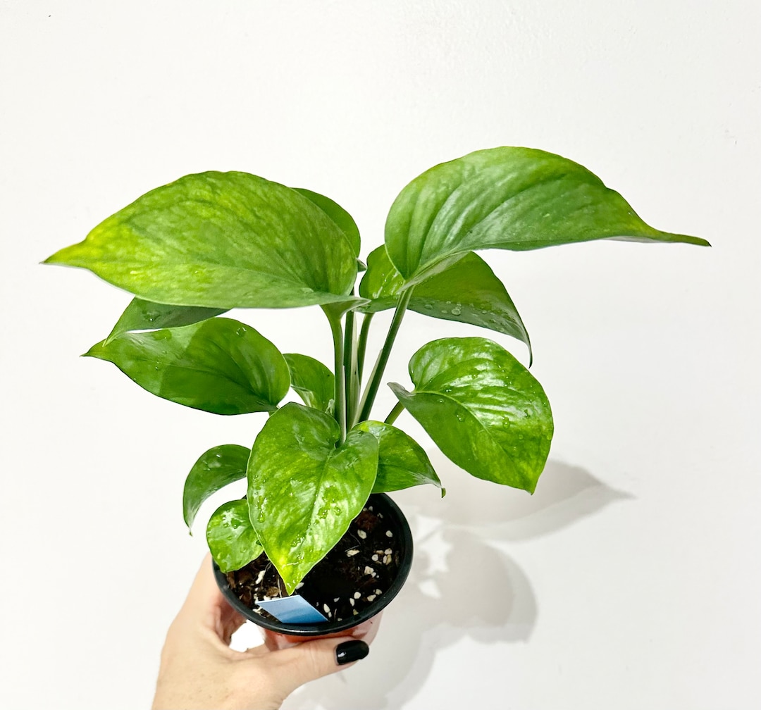 Jessenia Pothos Rare Pothos in 4 Pot Vining - Etsy