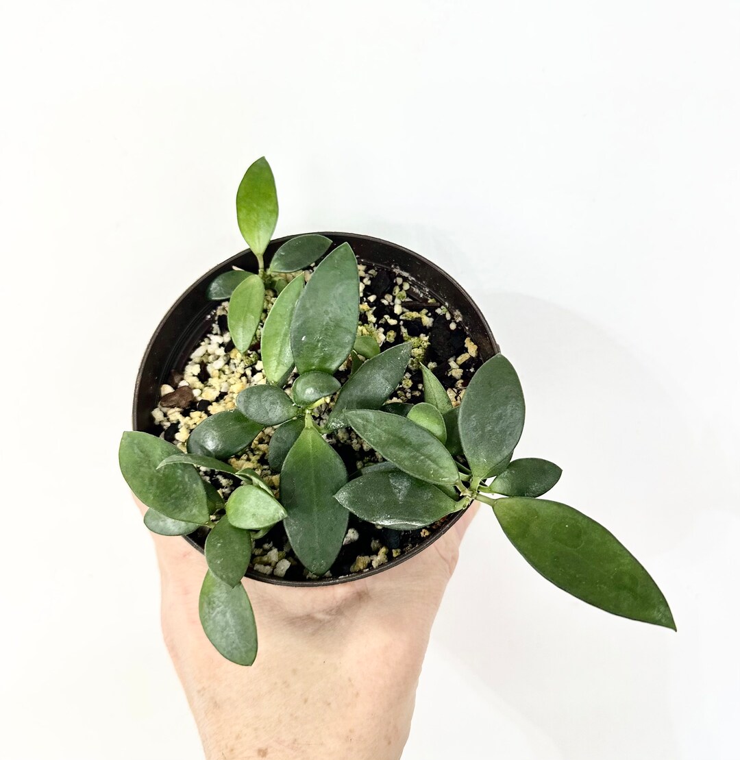 Dischidia Acuminata D24 in 4 Pot Rare Dischidia Exact - Etsy