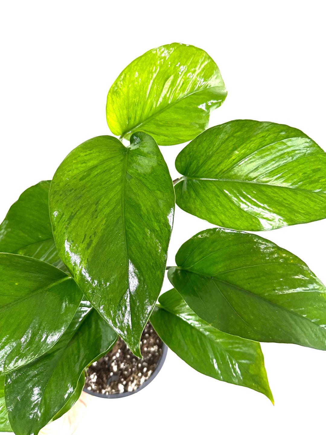 Jessenia Pothos - Rare Pothos in 6" Pot - LARGE Leaves - Collectors ...