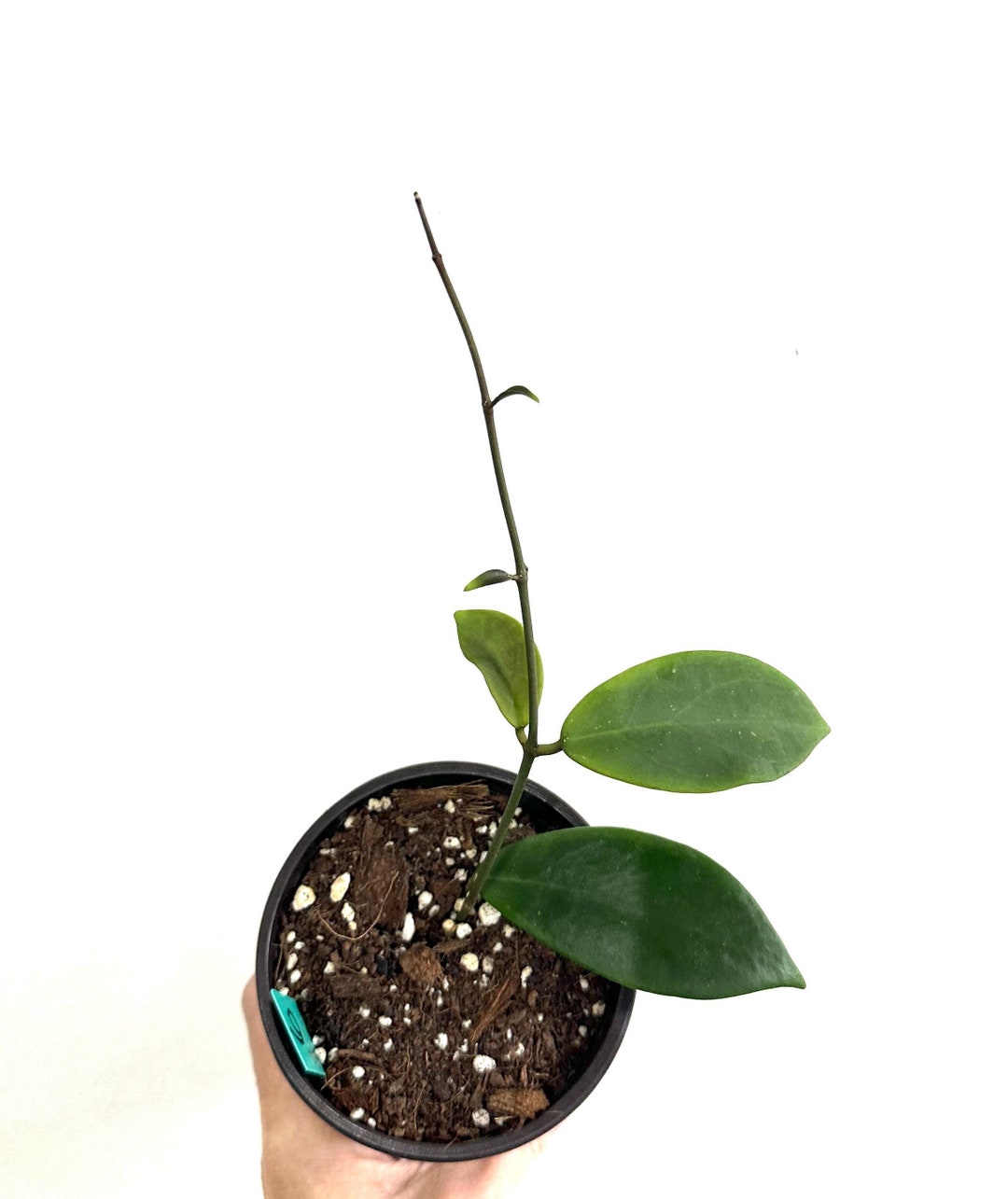 Hoya Mindorensis Pink in 4" Pot - Large and Vining Hoya - Fast Growing Hoya - Easy to Bloom Hoya ...