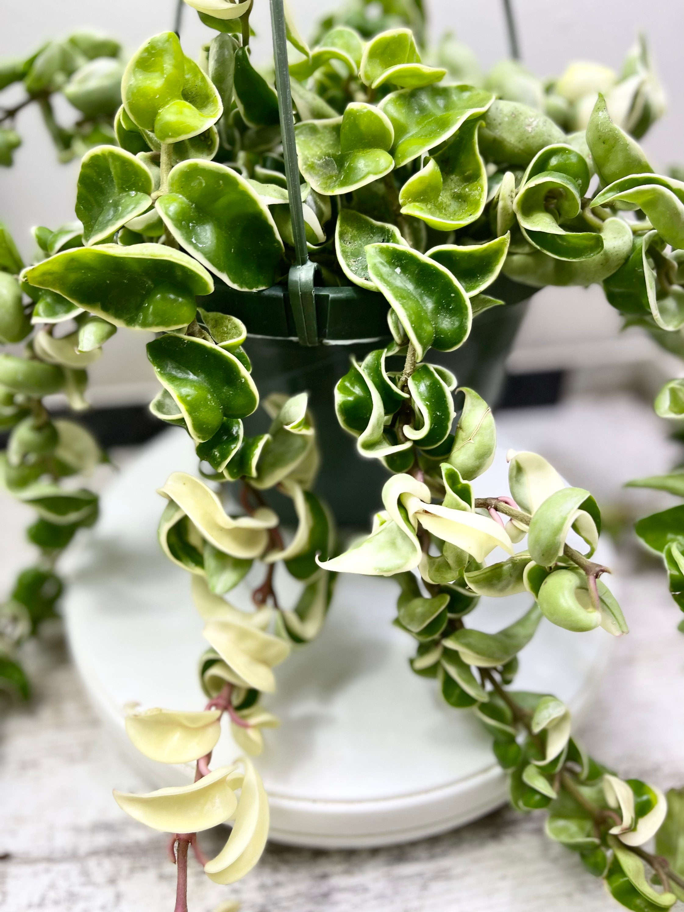 Hoya Carnosa Compacta Variegata Cutting Variegated Rope Hoya - Etsy
