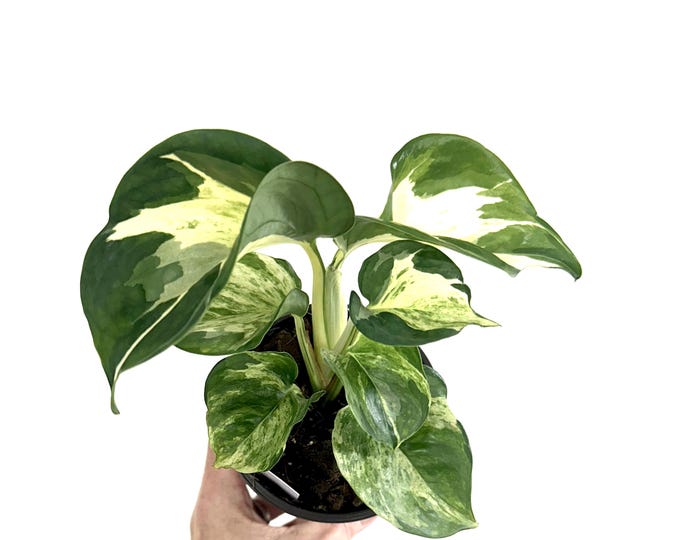 Manjula Pothos in 4” Pot / Epipremnum Aureum 'manjula' Pothos - Exact ...
