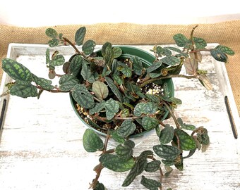 Polynesian Ivy Vine Pellionia Pulchra Trailing Air Purifying Easy Care ...