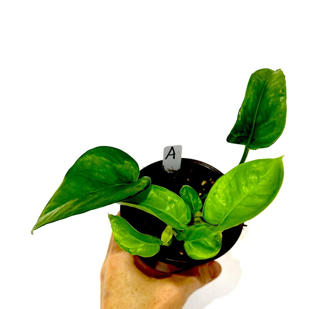 Emerald Pothos in 4” Pot / Epipremnum Aureum - Exact Plant A - Etsy
