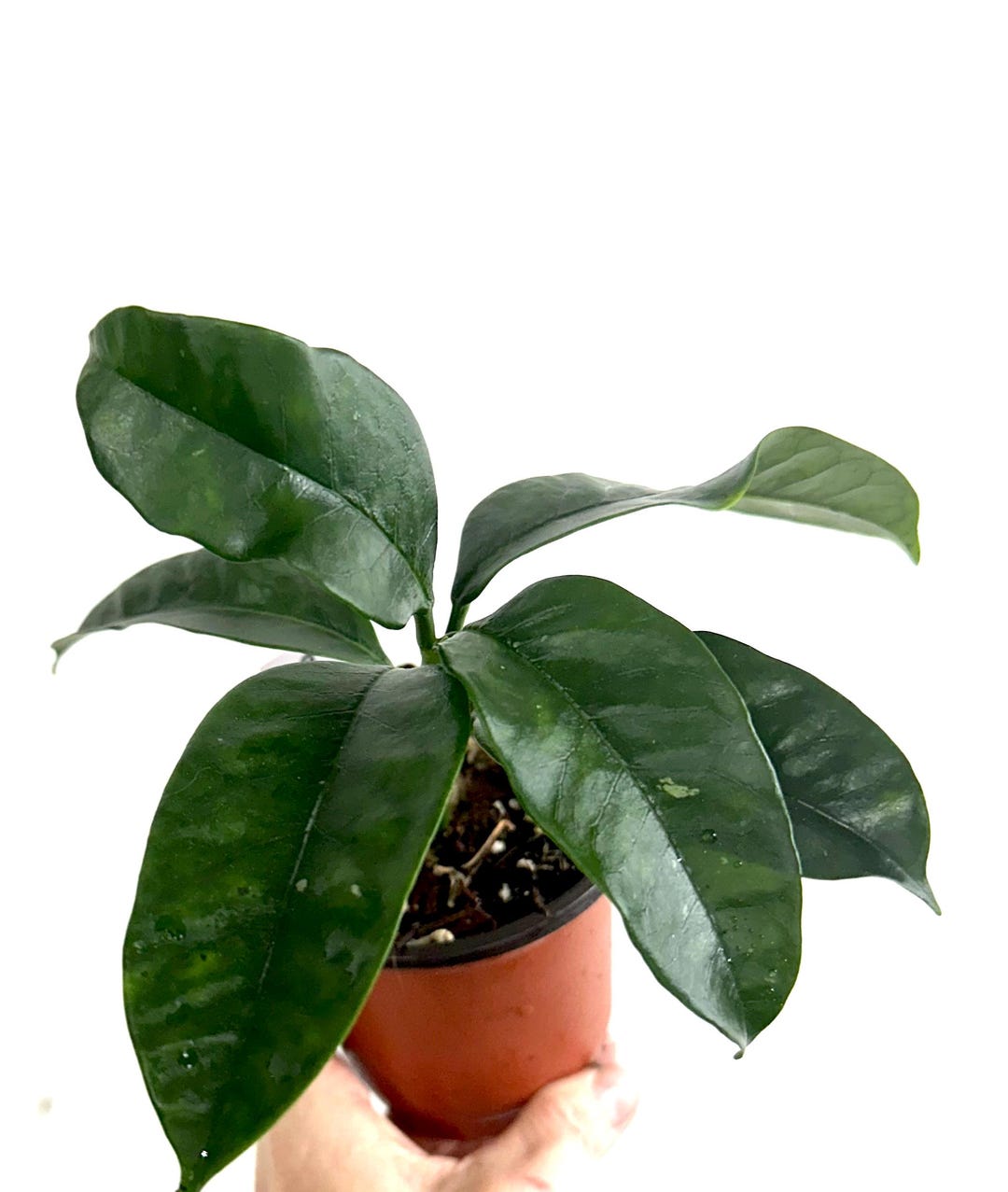 Hoya Multiflora 'shooting Star' in 4" Pot - Exact Plant #19 - Etsy