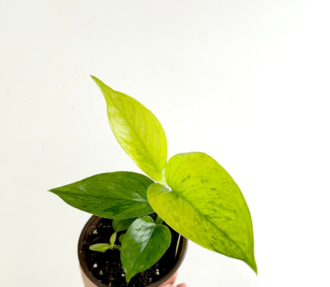 Jessenia Pothos Rare Pothos in 4 Pot Collectors Pothos Exact Plant 43 ...
