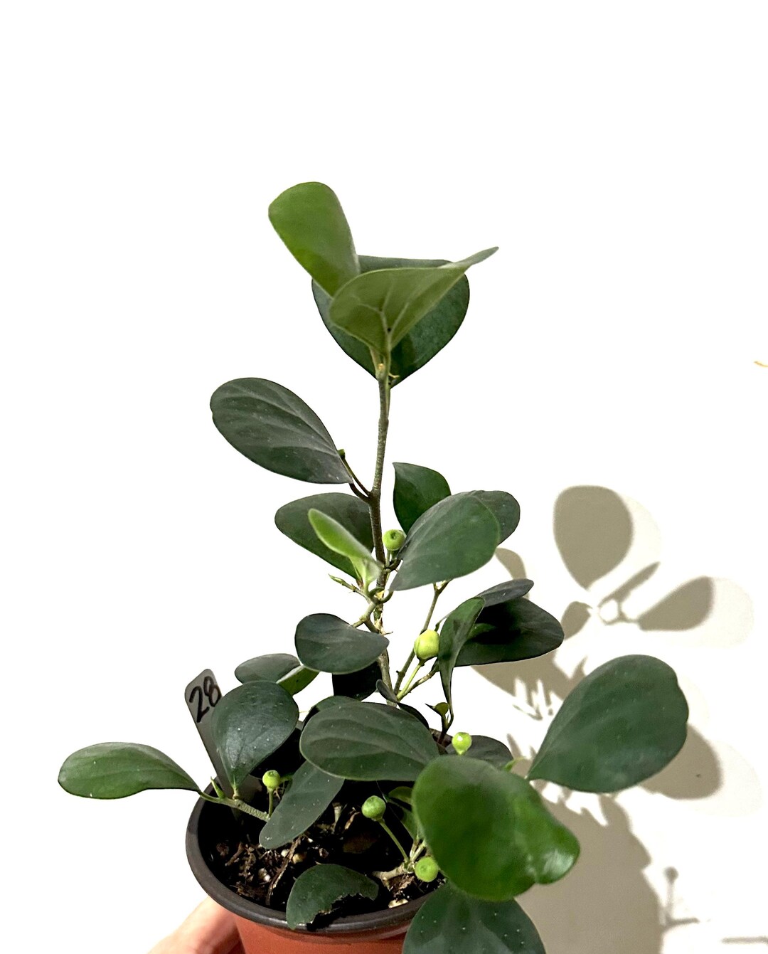 Ficus Deltoidea, Mistletoe Fig in 4" Pot - Ficus Deltoidea, Mistletoe ...