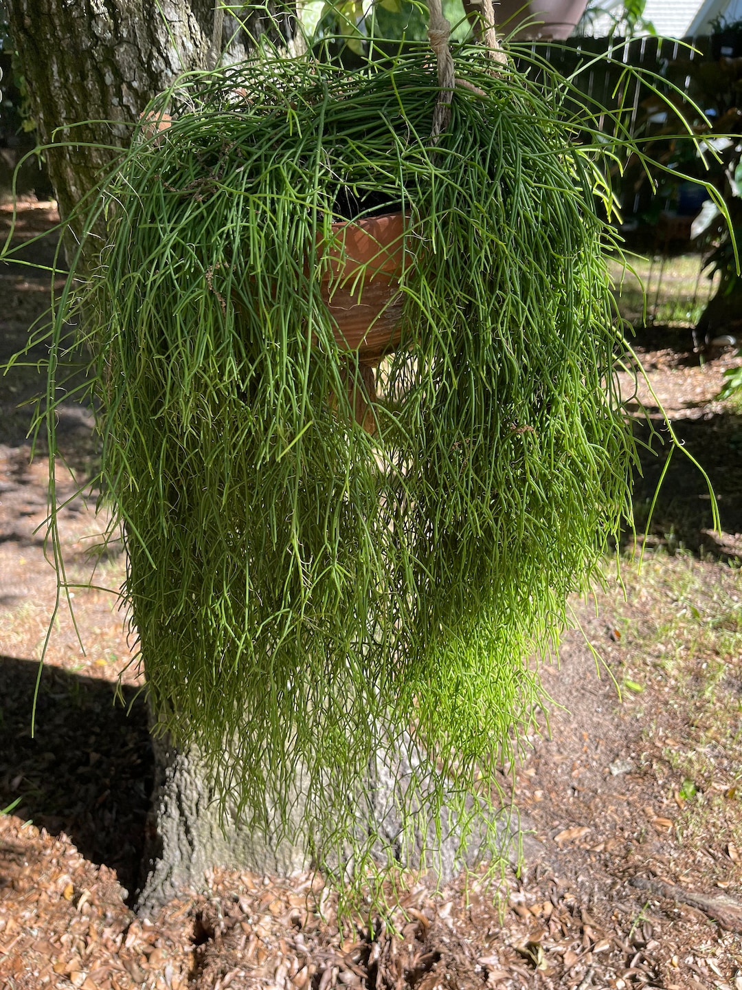 Rhipsalis Capilliformis Cuttings: Old Mans Beard Mistletoe Cactus - Etsy