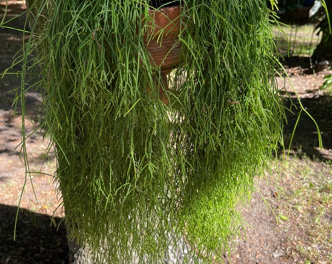 Rhipsalis Capilliformis Cuttings: Old Mans Beard Mistletoe Cactus - Etsy