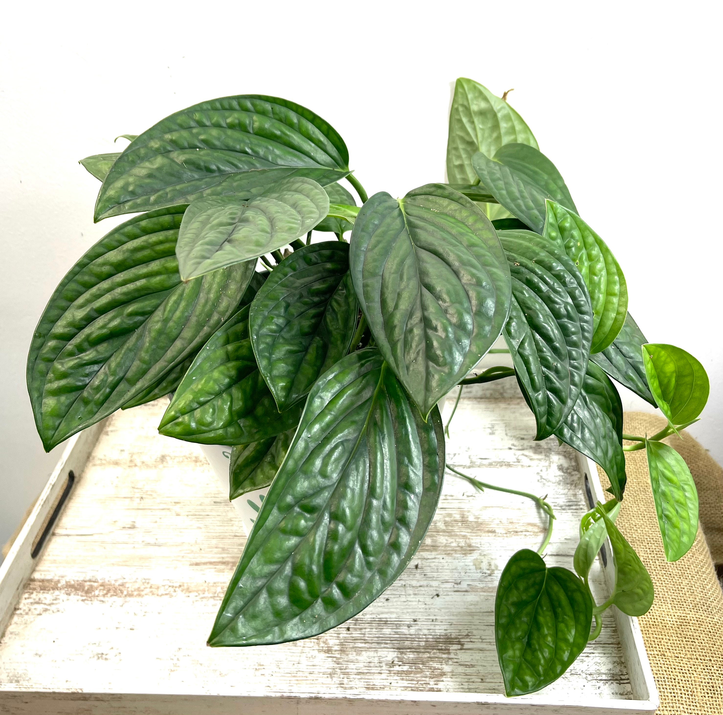 Monstera Peru Aka Monstera Karstenianum Cutting Monstera Sp. - Etsy