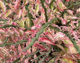 Devil's Backbone I Pink Variegated - Etsy