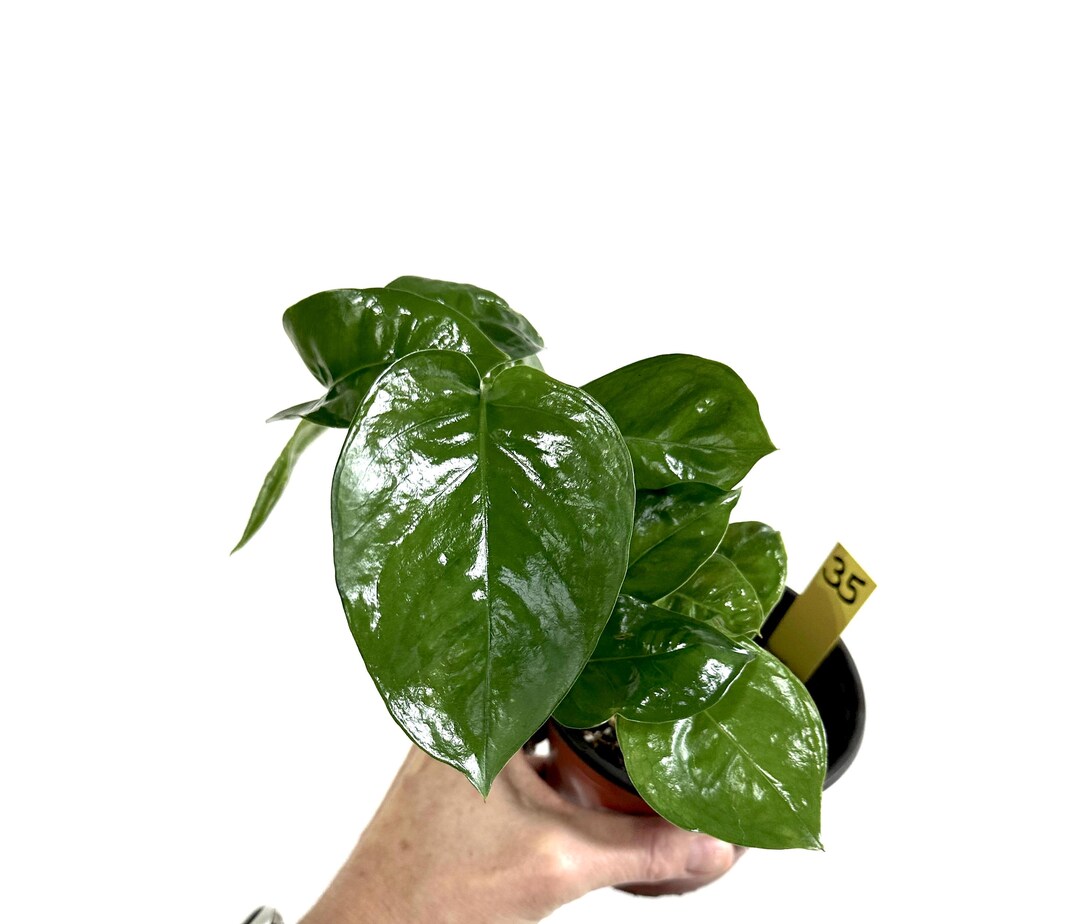 Emerald Pothos in 4 Pot / Epipremnum Aureum Exact Plant 35 - Etsy