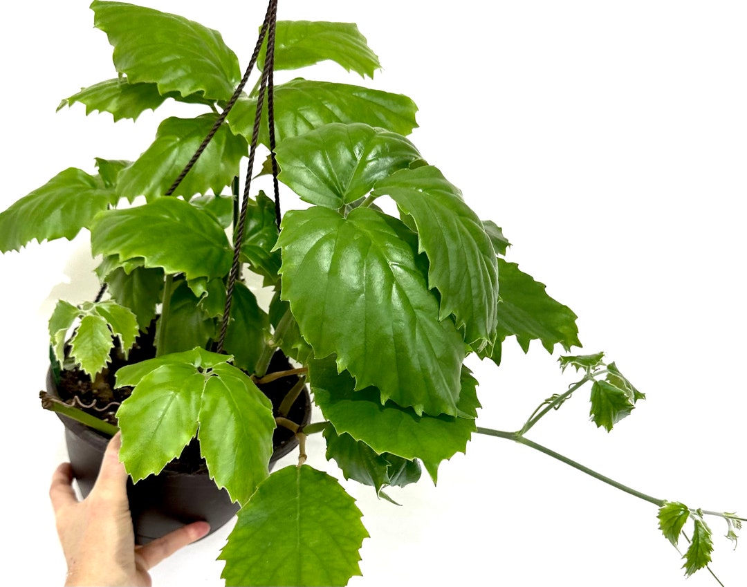 Tetrastigma Voinierianum AKA Chest Nut Vine Full Plant Rare - Etsy