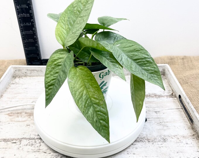 Beautiful Full Cebu Blue Aka Epipremnum Pinnatum 'cebu Blue' in 4 Pot ...