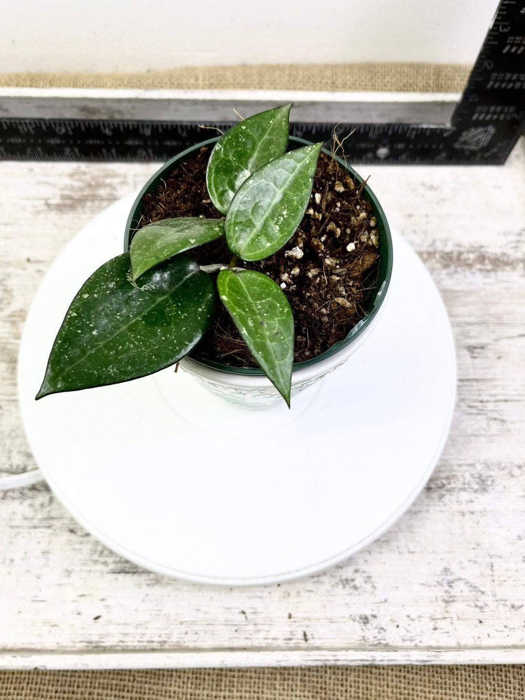 Hoya Parasitica black Margin Unrooted Cutting One Node 2 Leaf Cutting ...