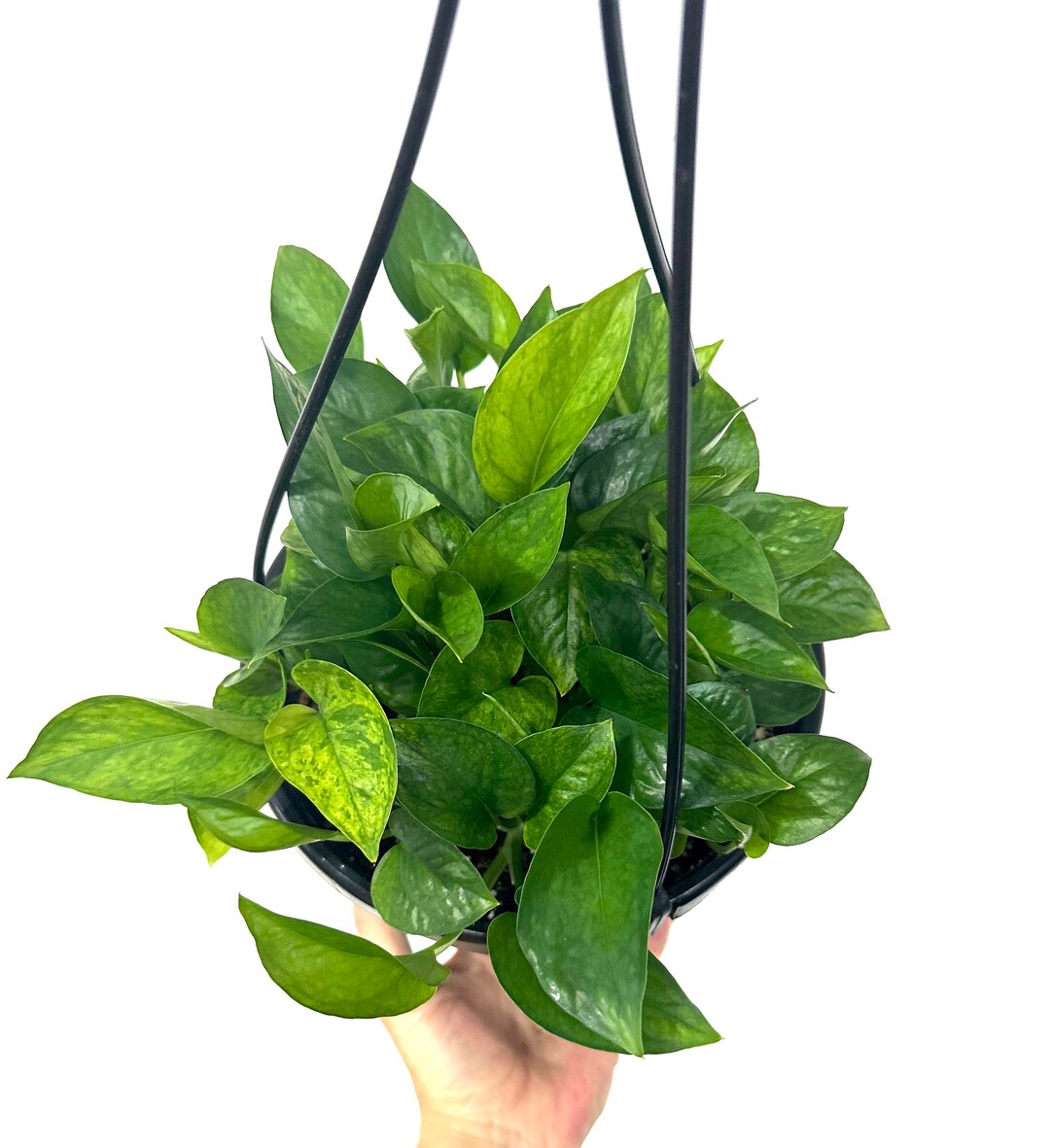 Jessenia Pothos Full Plant Rare Pothos in Large 8 Hanging Basket Exact ...