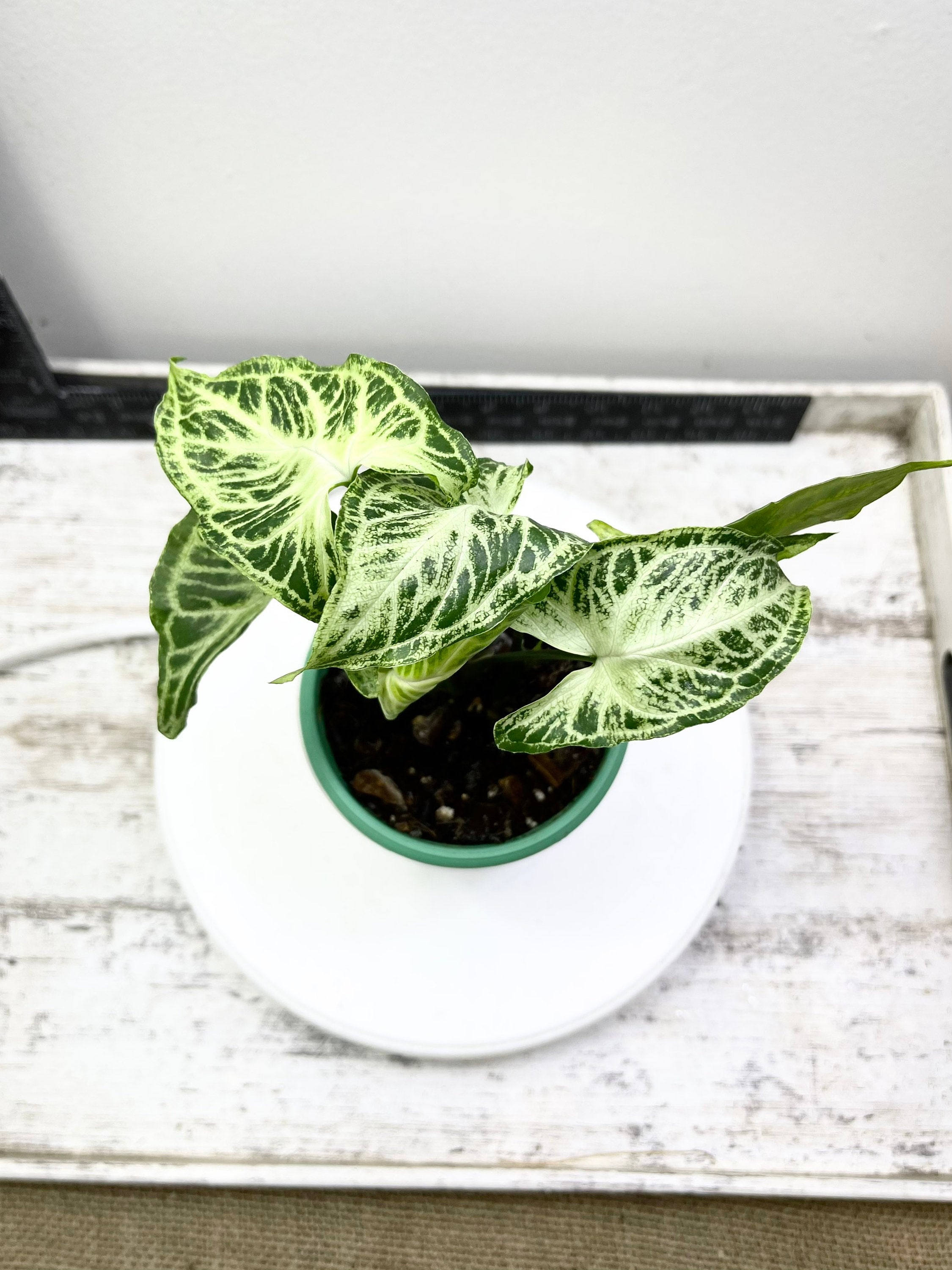 Syngonium Batik Rare Syngonium Collectors Syngonium 3.5 4 - Etsy