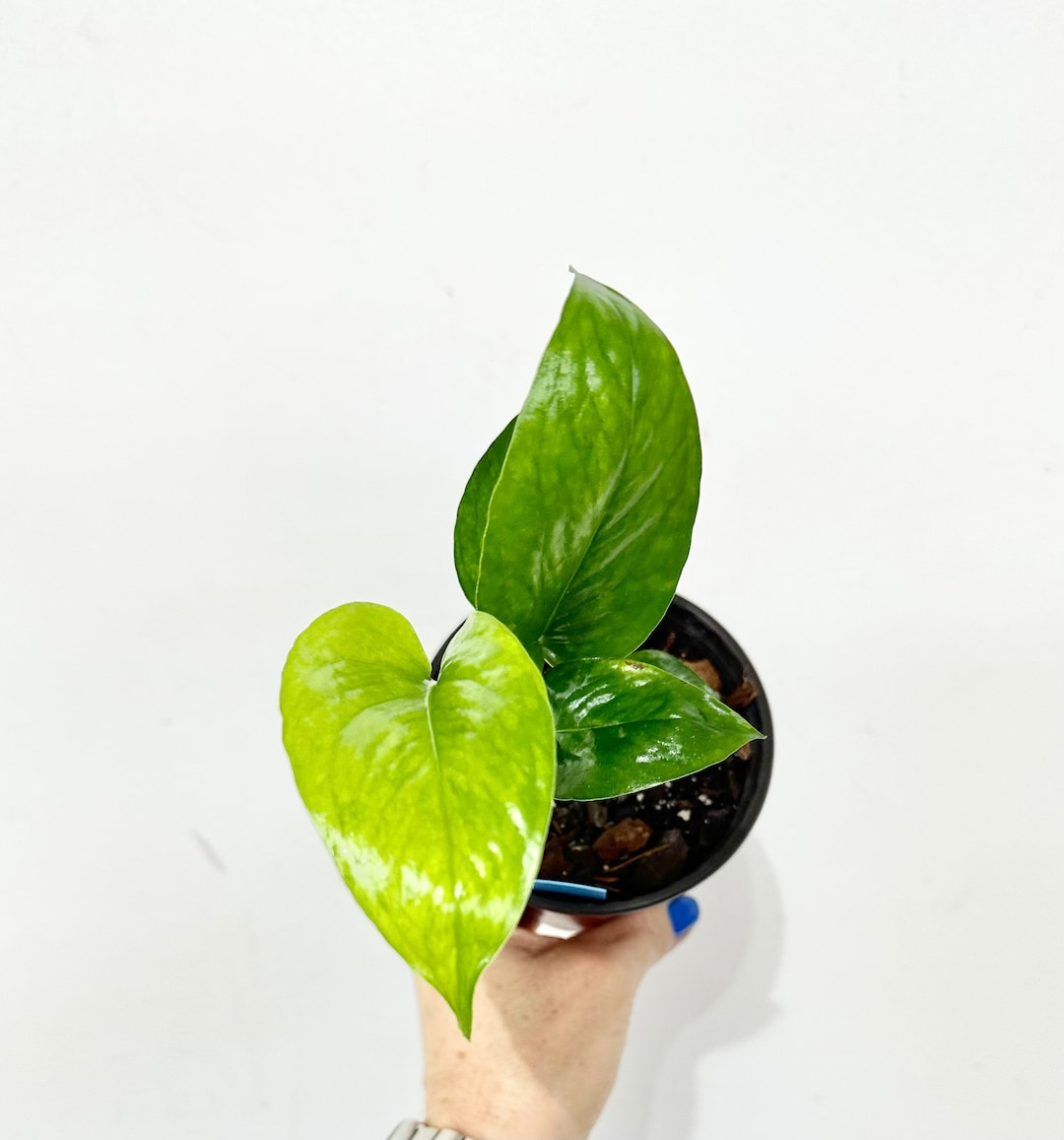 Jessenia Pothos Rare Pothos in 4 Pot Vining - Etsy