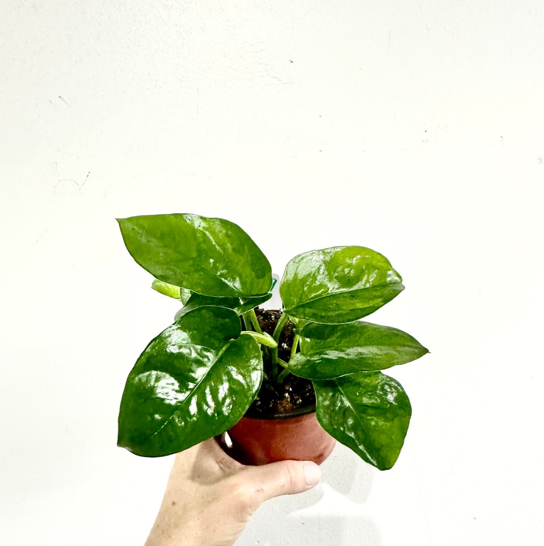 Emerald Pothos in 4 Pot Low Variegation / Epipremnum Aureum Exact Plant ...