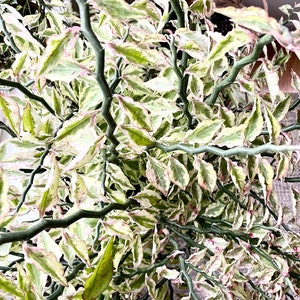 Variegated Devil's Backbone Cutting: Euphorbia Tithymaloides - 12 ...